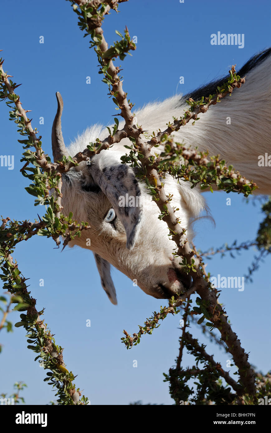 Goat eye close up hi-res stock photography and images - Alamy
