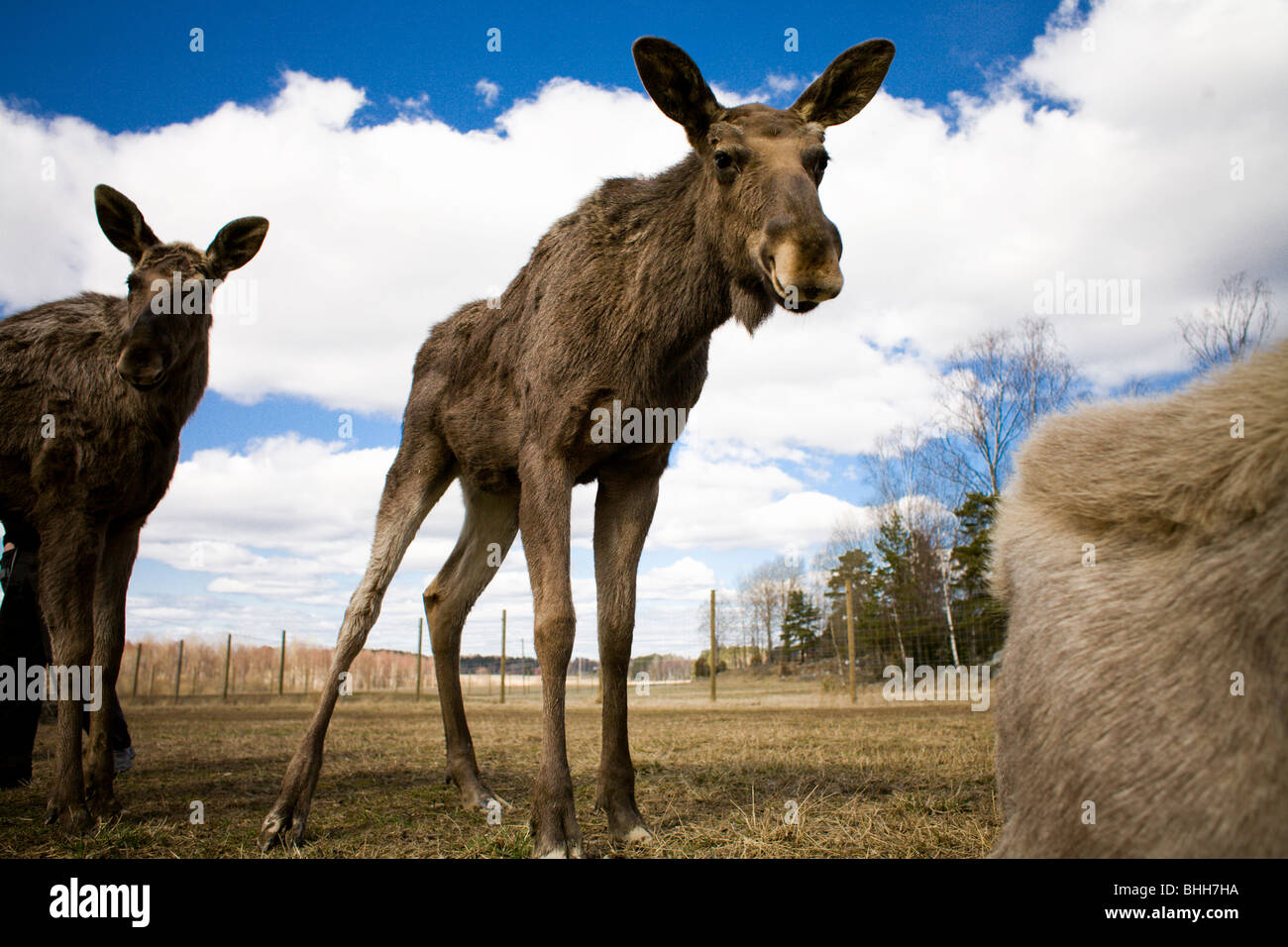 Moose a hi-res stock photography and images - Alamy