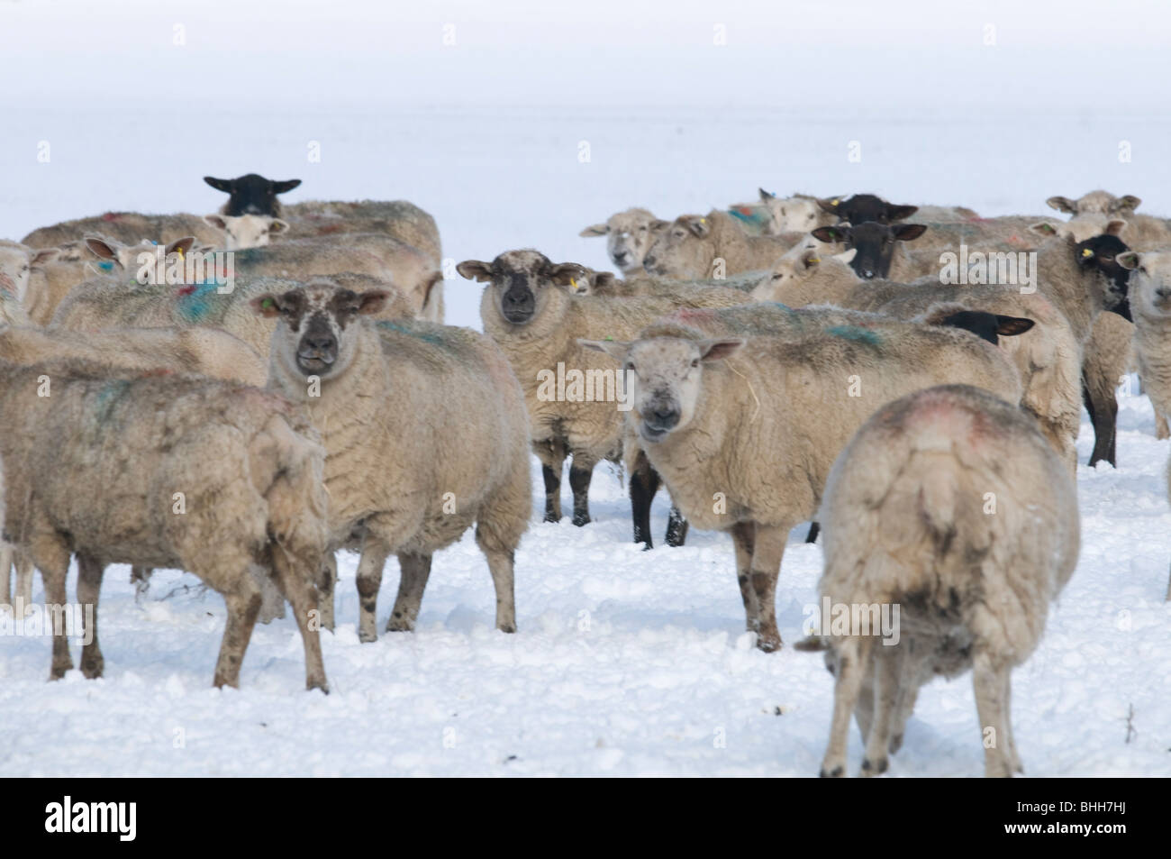 Sheep in field of snow kent countryside chartham near canterbury Stock ...