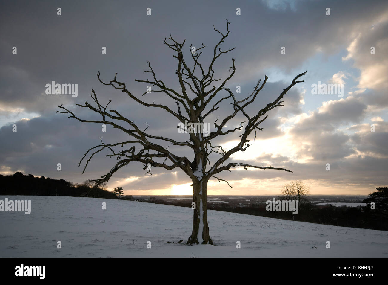 dead tree in field of snow with the sun setting dargate kent england uk ...