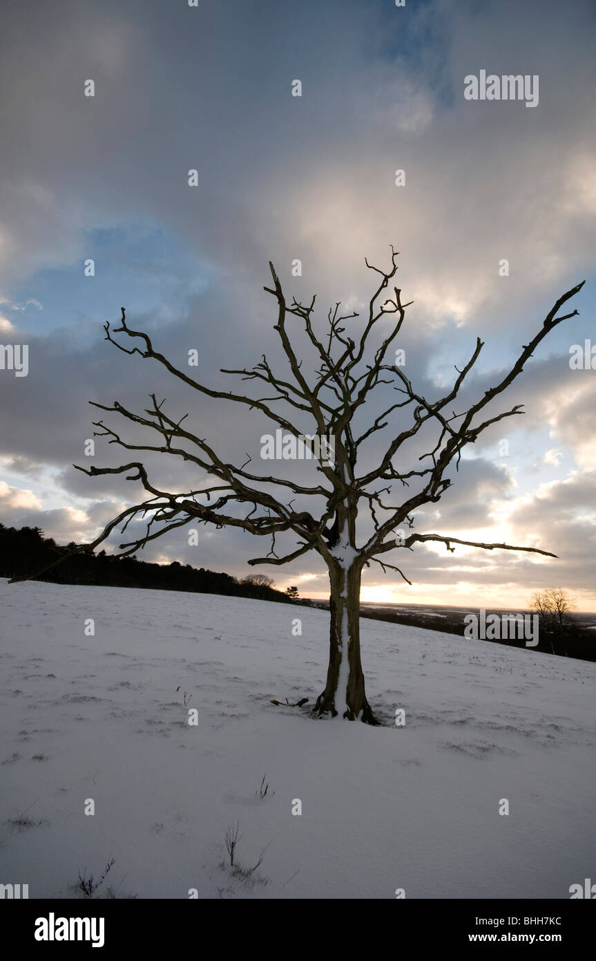 dead tree in field of snow with the sun setting dargate kent england uk ...