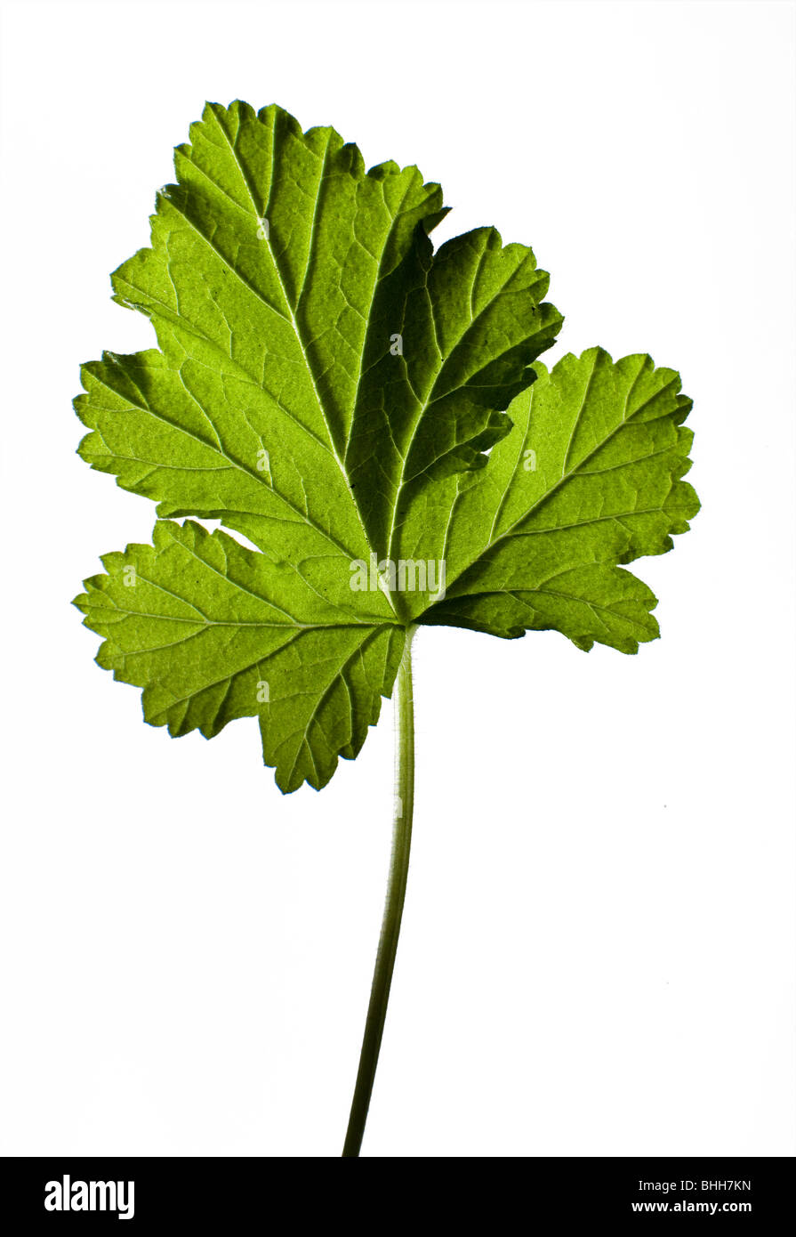 Leaf of geranium Stock Photo - Alamy