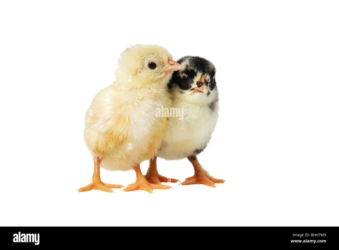 Chicken Cut Out Stock Images & Pictures - Alamy