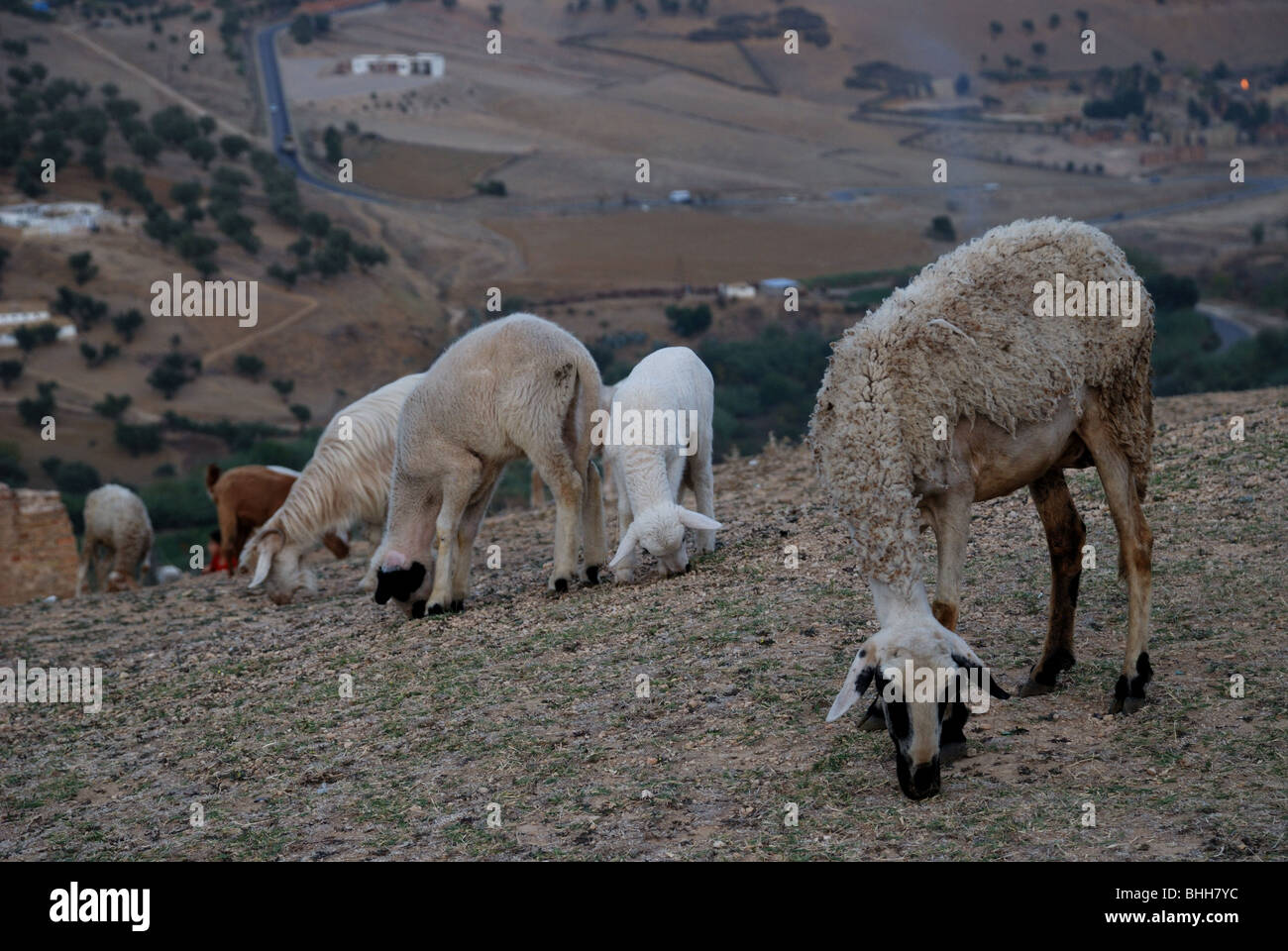 Sheep grazing on a hill outside Fes, Morocco Stock Photo - Alamy