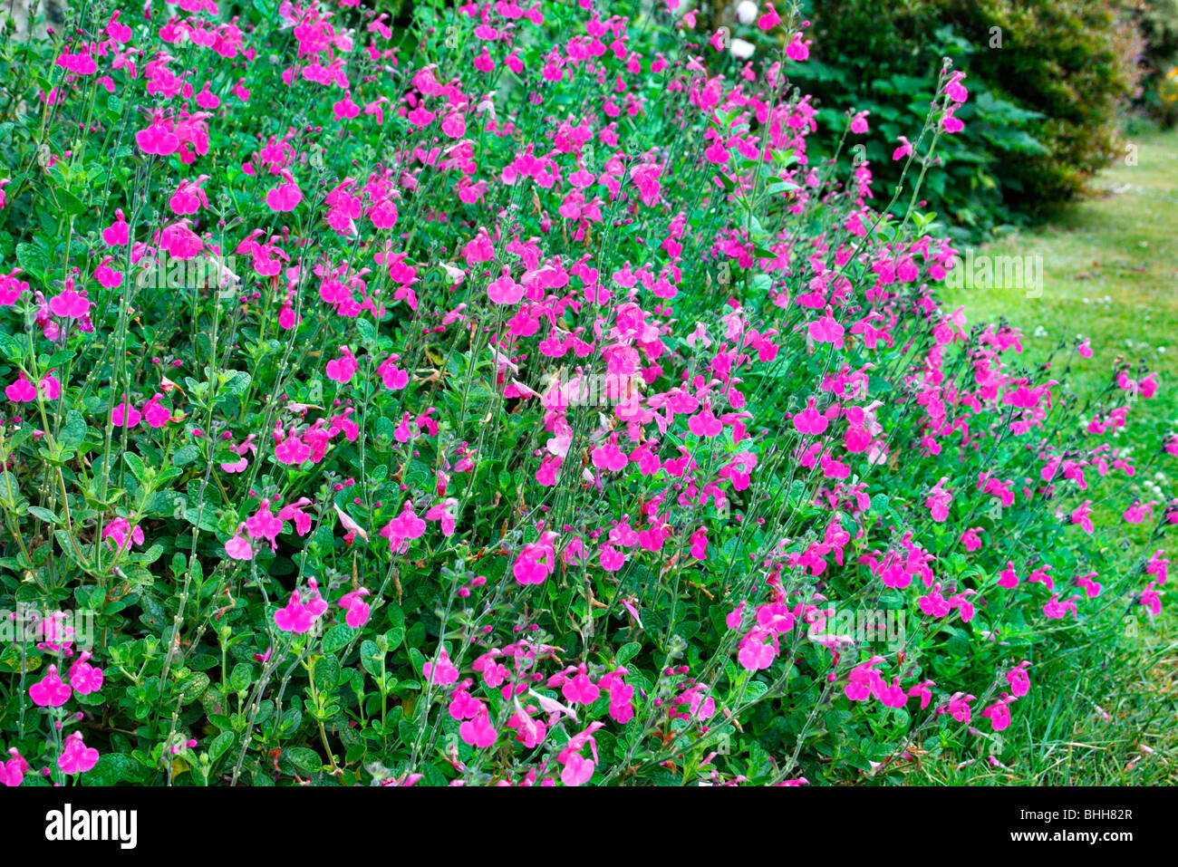 Salvia microphylla microphylla hi-res stock photography and images - Alamy