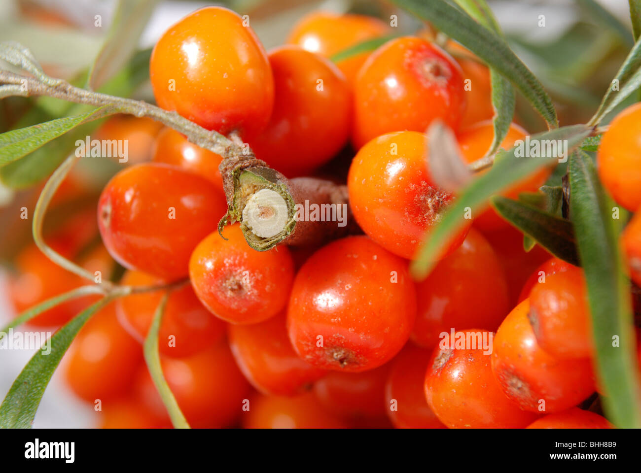 Sea buckthorn tree hi-res stock photography and images - Alamy