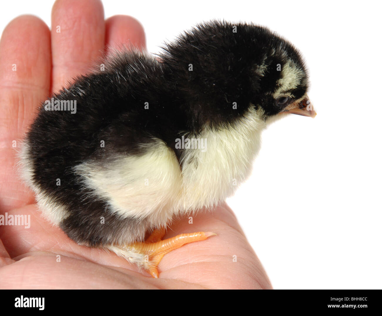 Baby chicken hi-res stock photography and images - Alamy
