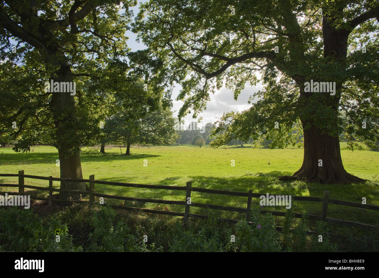 field of grass with trees behind shadows in front Stock Photo - Alamy