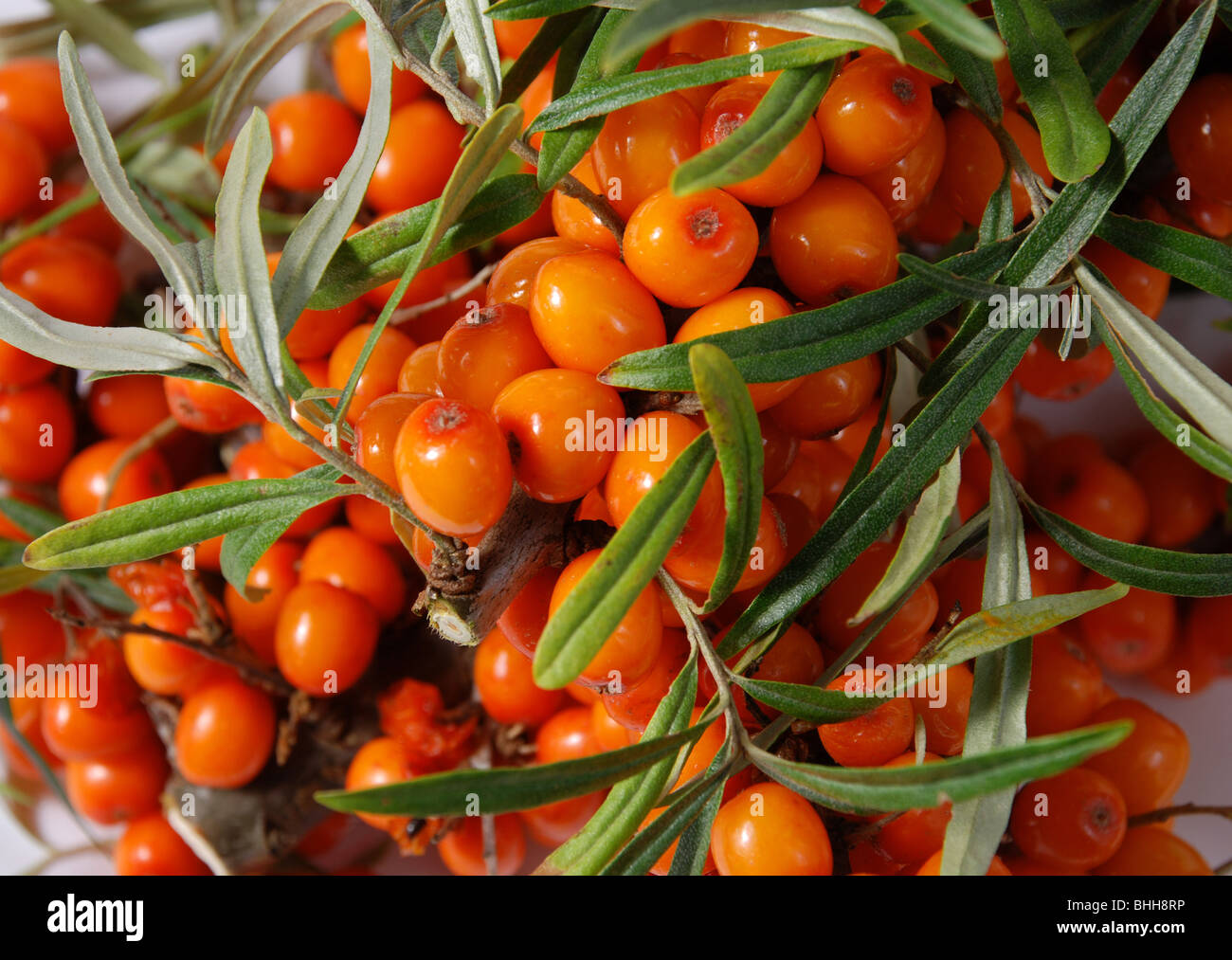 Sea buckthorn tree hi-res stock photography and images - Alamy