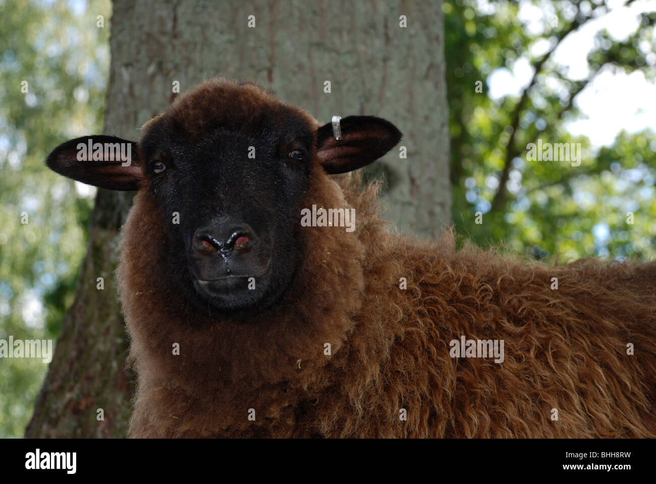 Good looking Sheep Stock Photo - Alamy