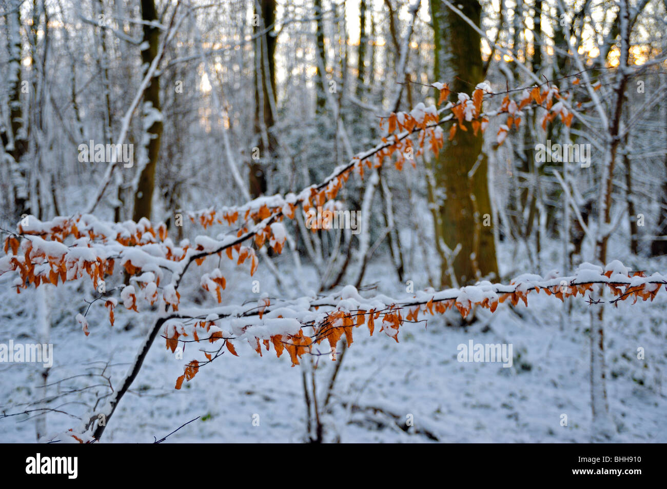 Winter Woodland snow scenes Stock Photo - Alamy