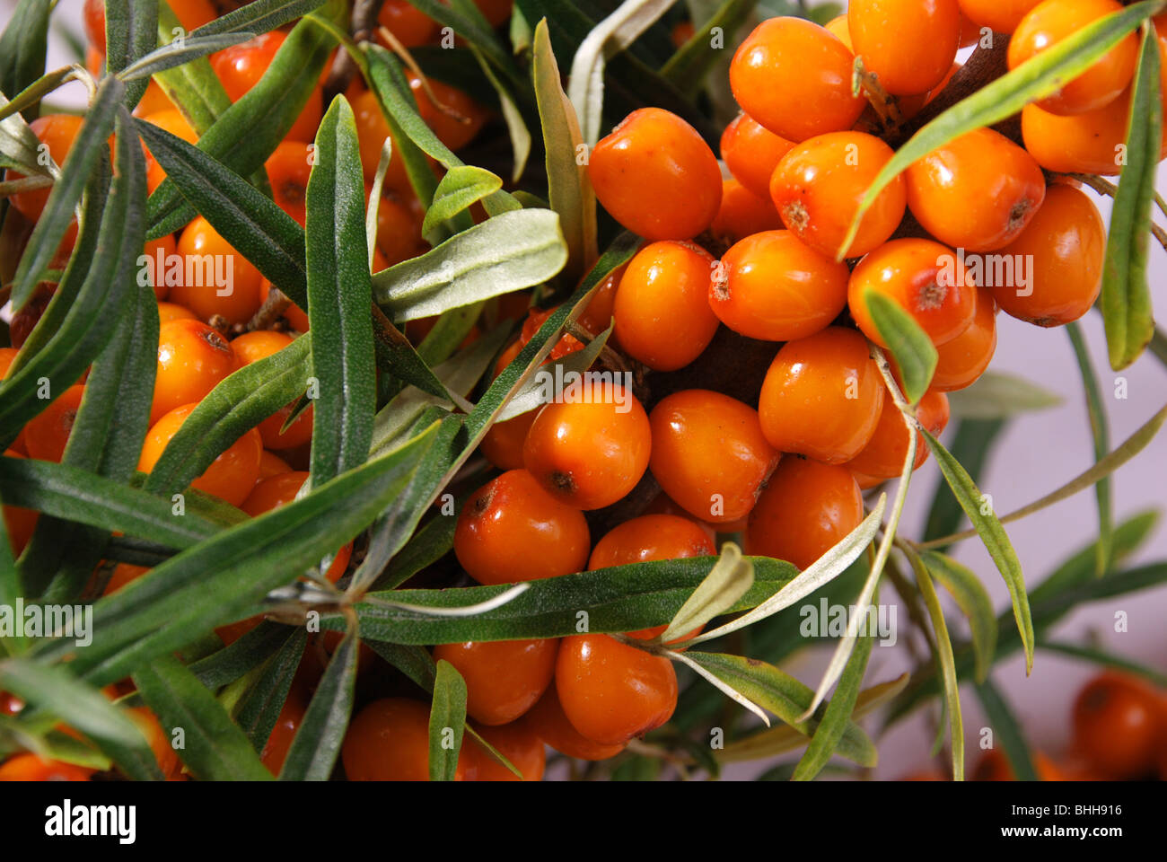 Sea buckthorn tree hi-res stock photography and images - Alamy