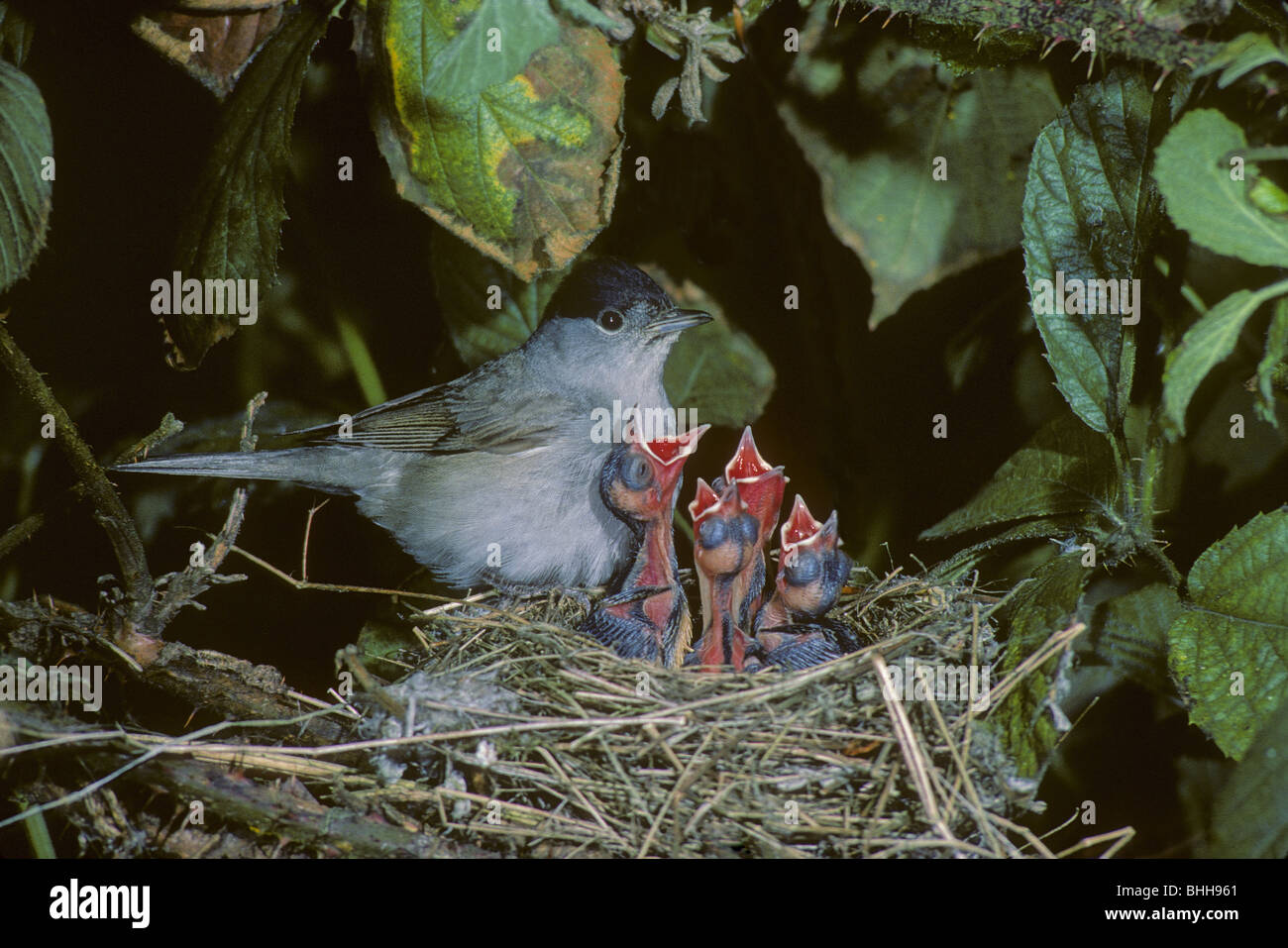 Warbler nest hi-res stock photography and images - Alamy