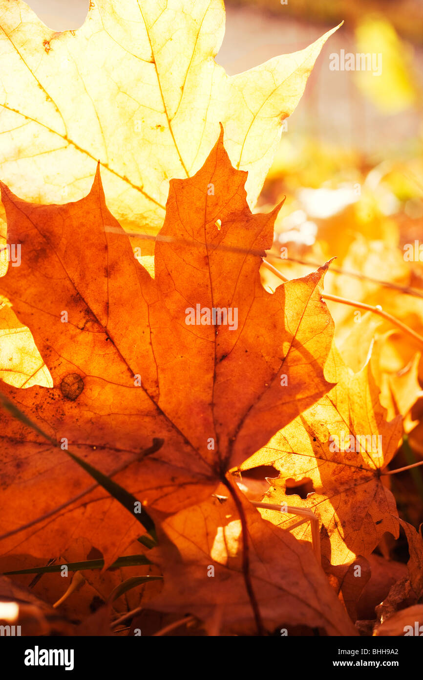 Leaves Up Against The Sun High Resolution Stock Photography and Images ...