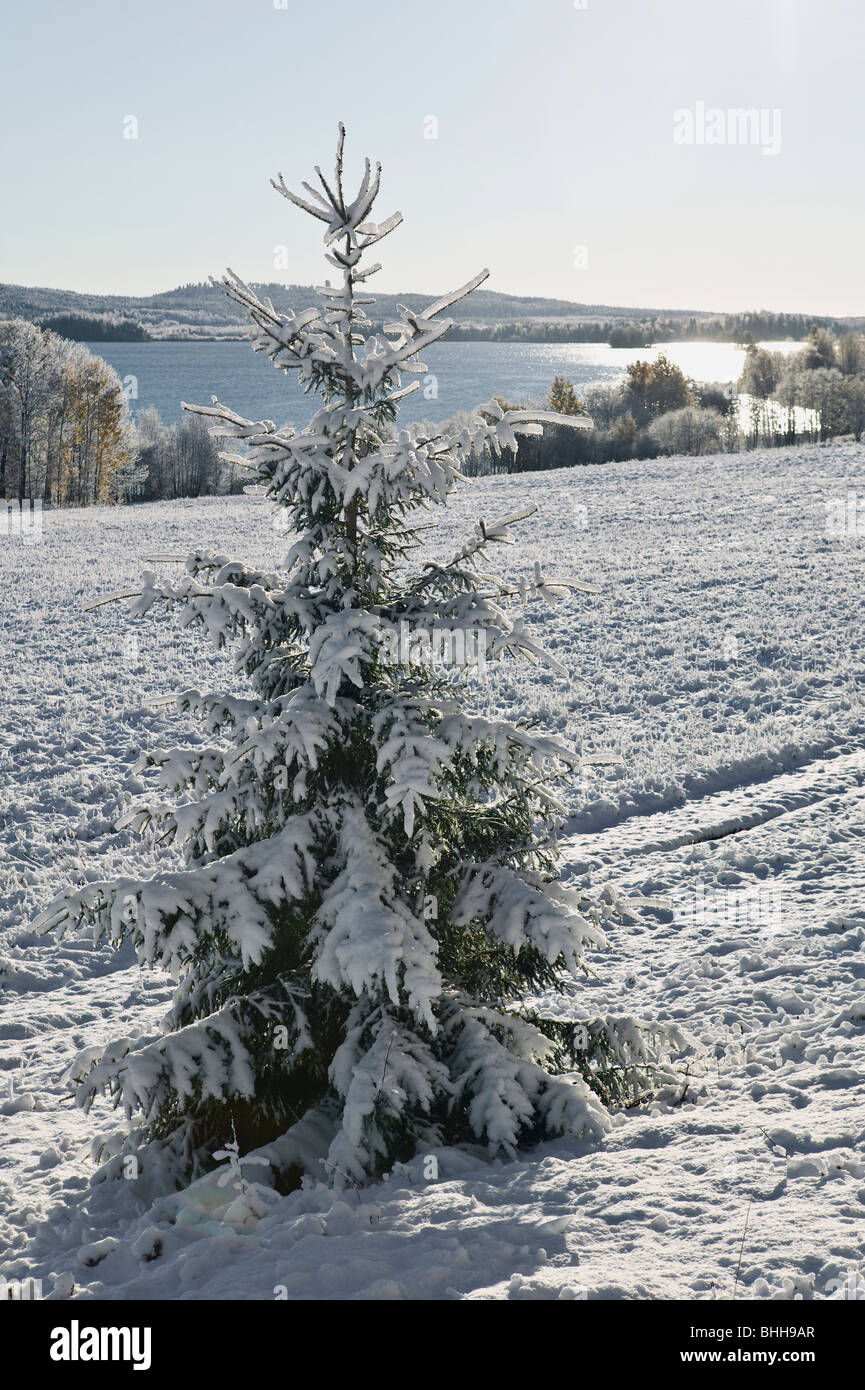 Spruces picea abies covered by snow hi-res stock photography and images ...