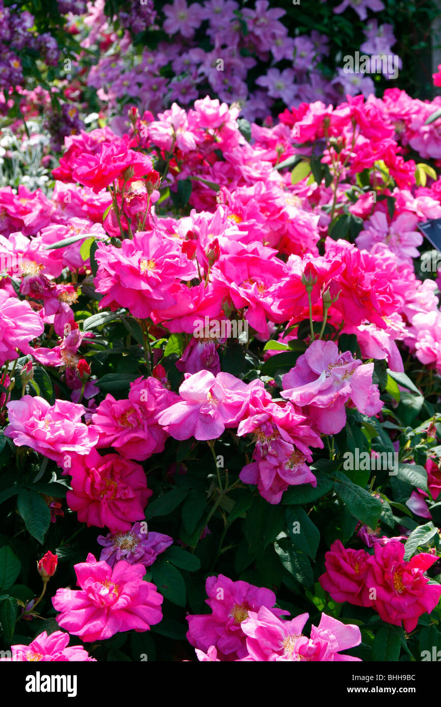 Rosa gallica hi-res stock photography and images - Alamy