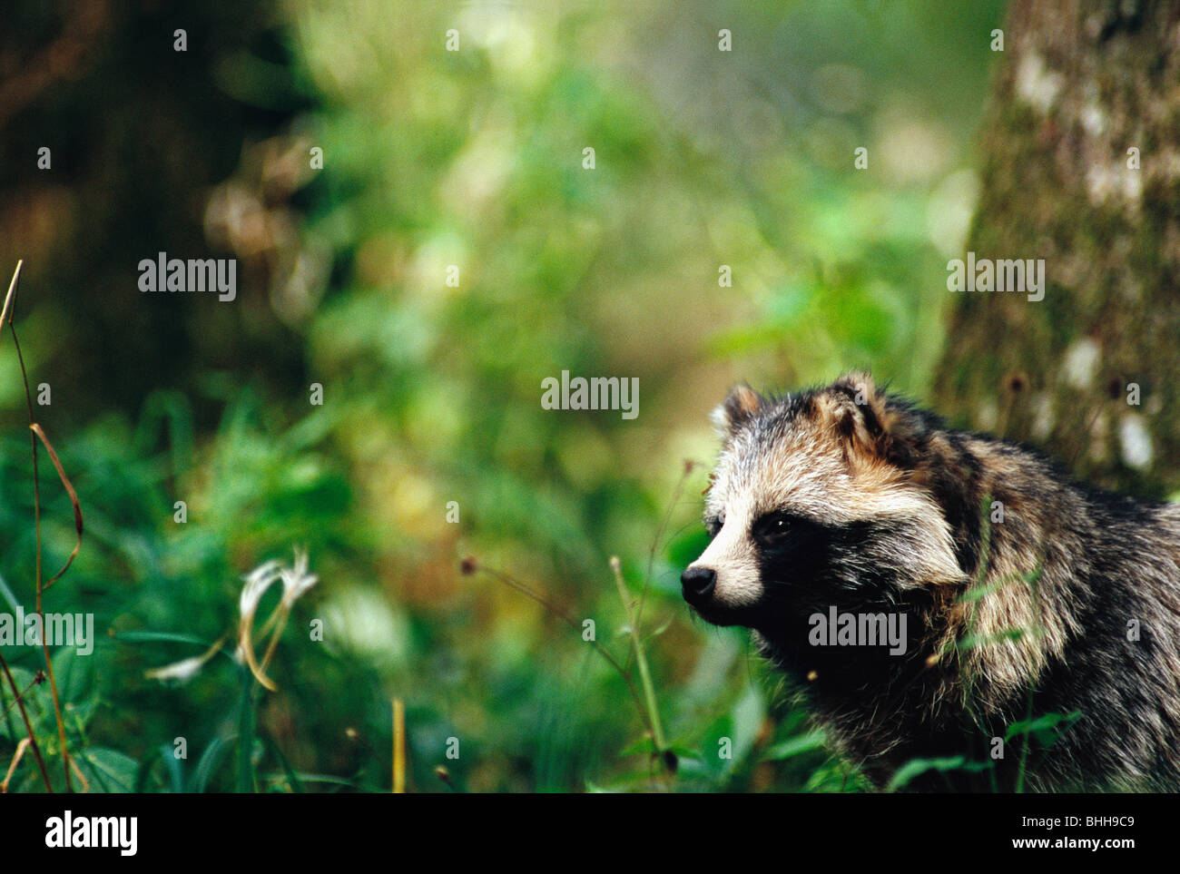 Raccoon dog in the grass, Sweden Stock Photo - Alamy