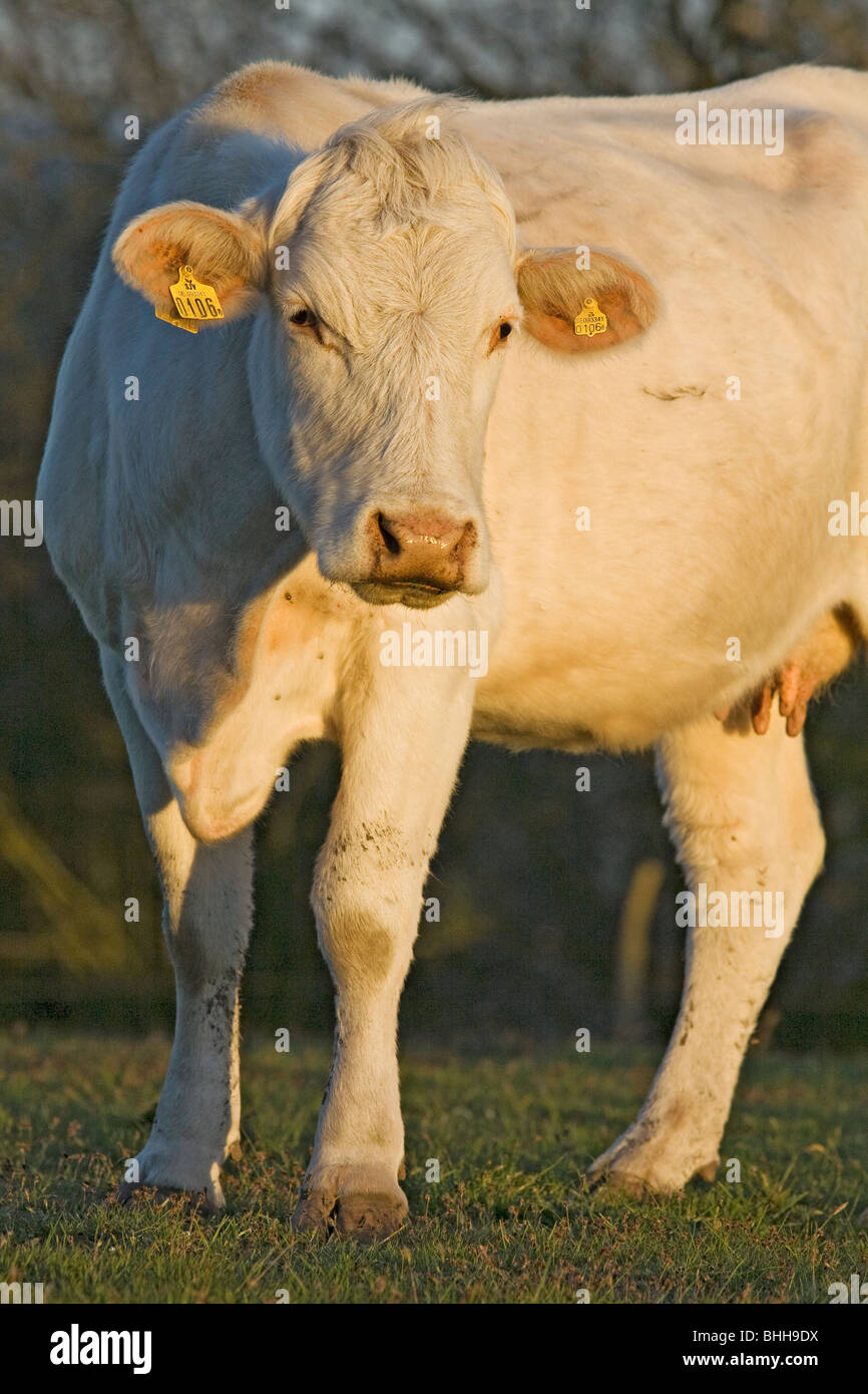 A white calf, Sweden Stock Photo - Alamy