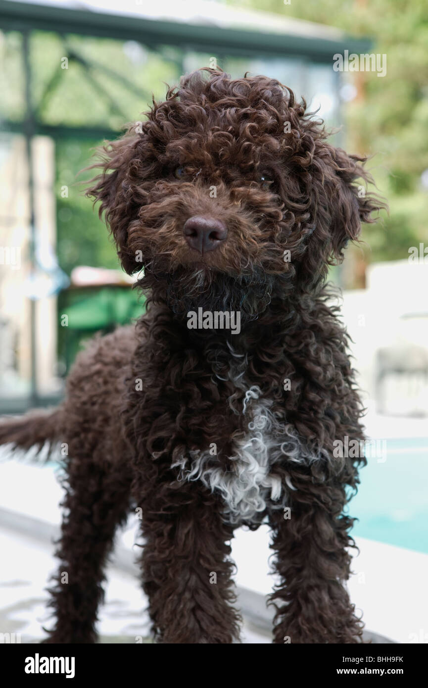 A Lagotto Romagnolo, Sweden Stock Photo - Alamy