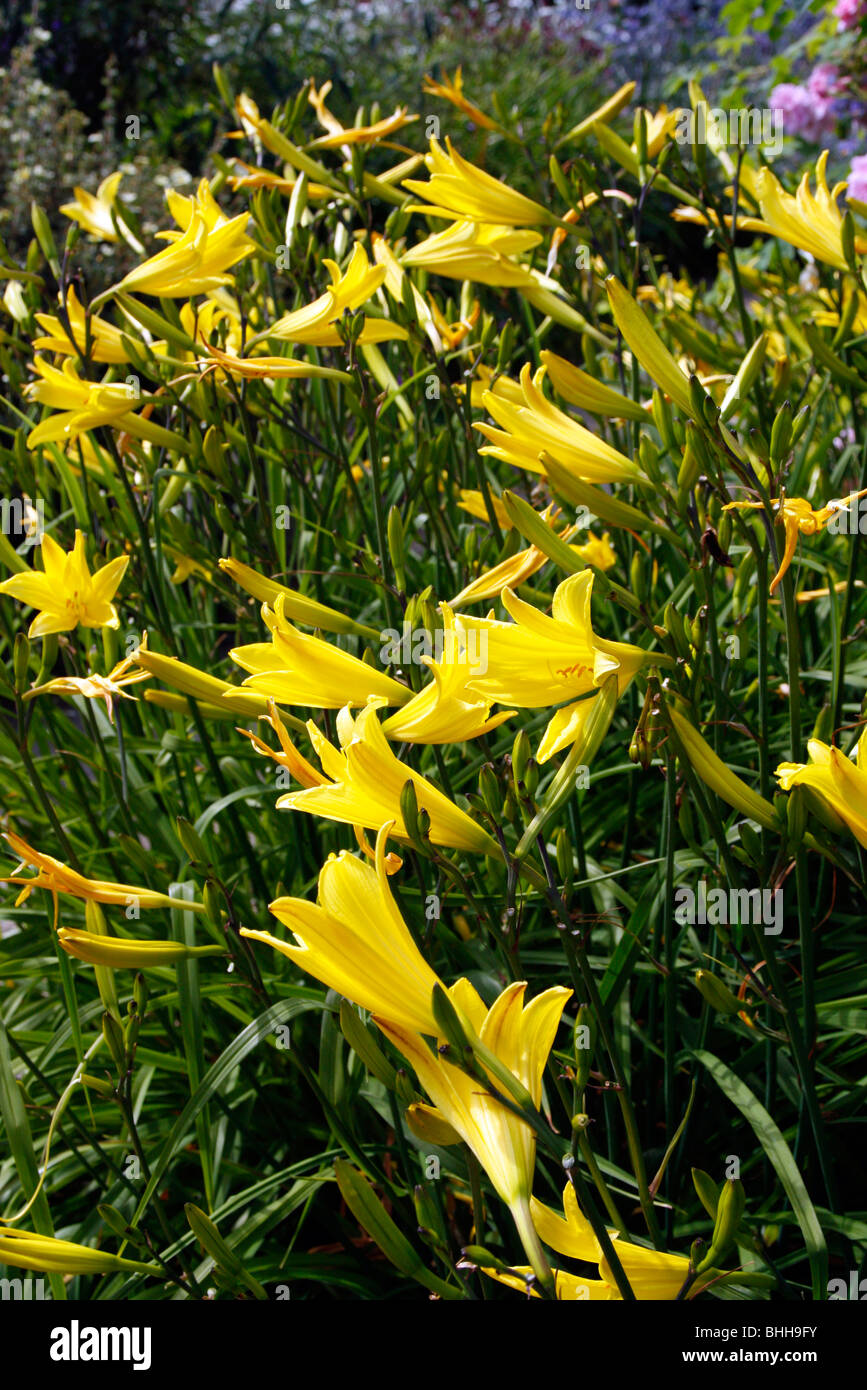 Hyperion hi-res stock photography and images - Alamy