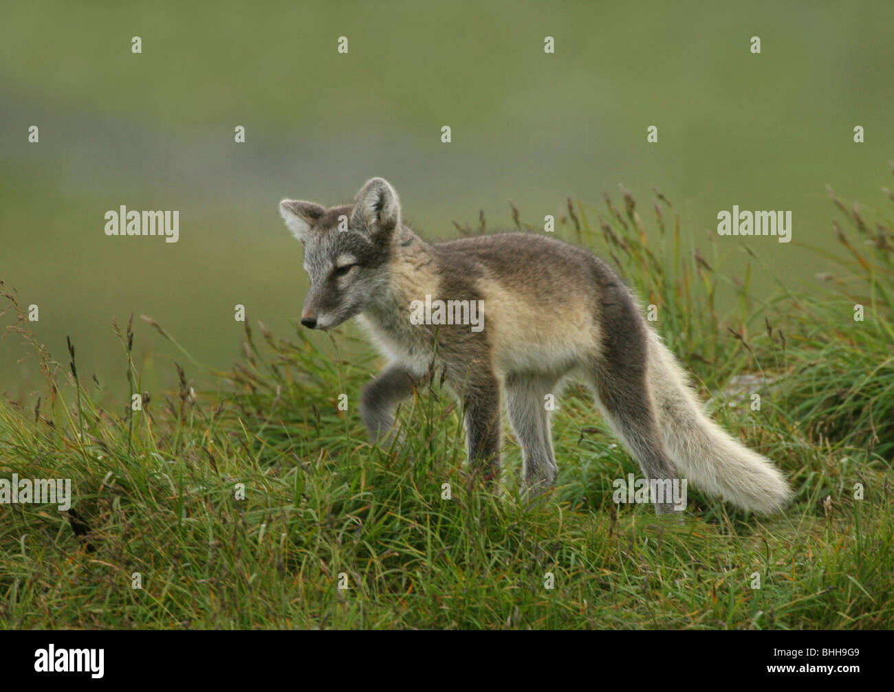 Arctic fox, Jamtland, Sweden Stock Photo - Alamy