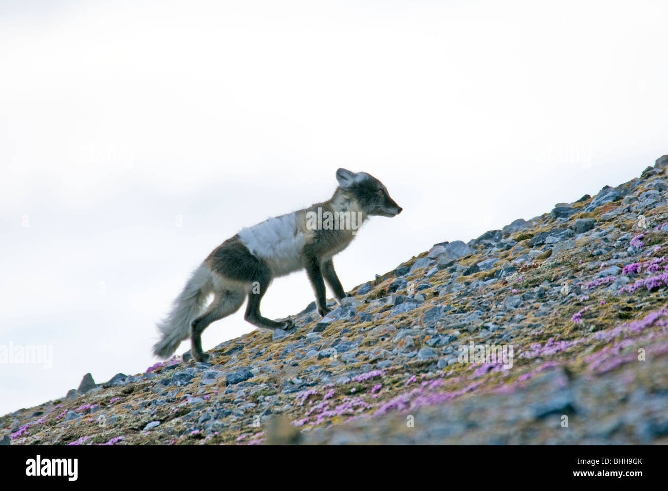 An arctic fox, Spitsbergen, Svalbard, Norway Stock Photo - Alamy