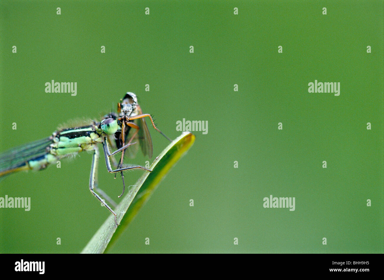 Prye hi-res stock photography and images - Alamy