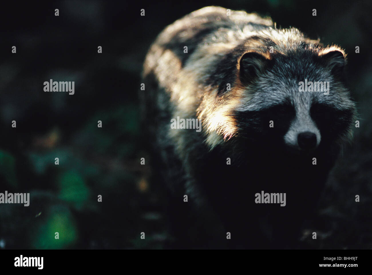 Sneaky raccoon hi-res stock photography and images - Alamy