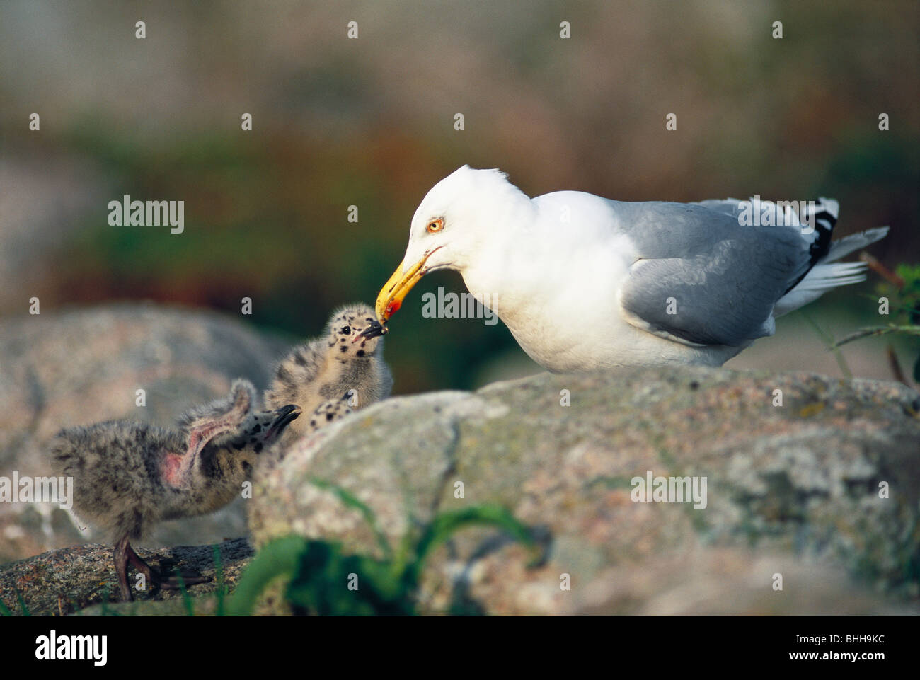 Herring gull feeding its young birds, Sweden Stock Photo - Alamy