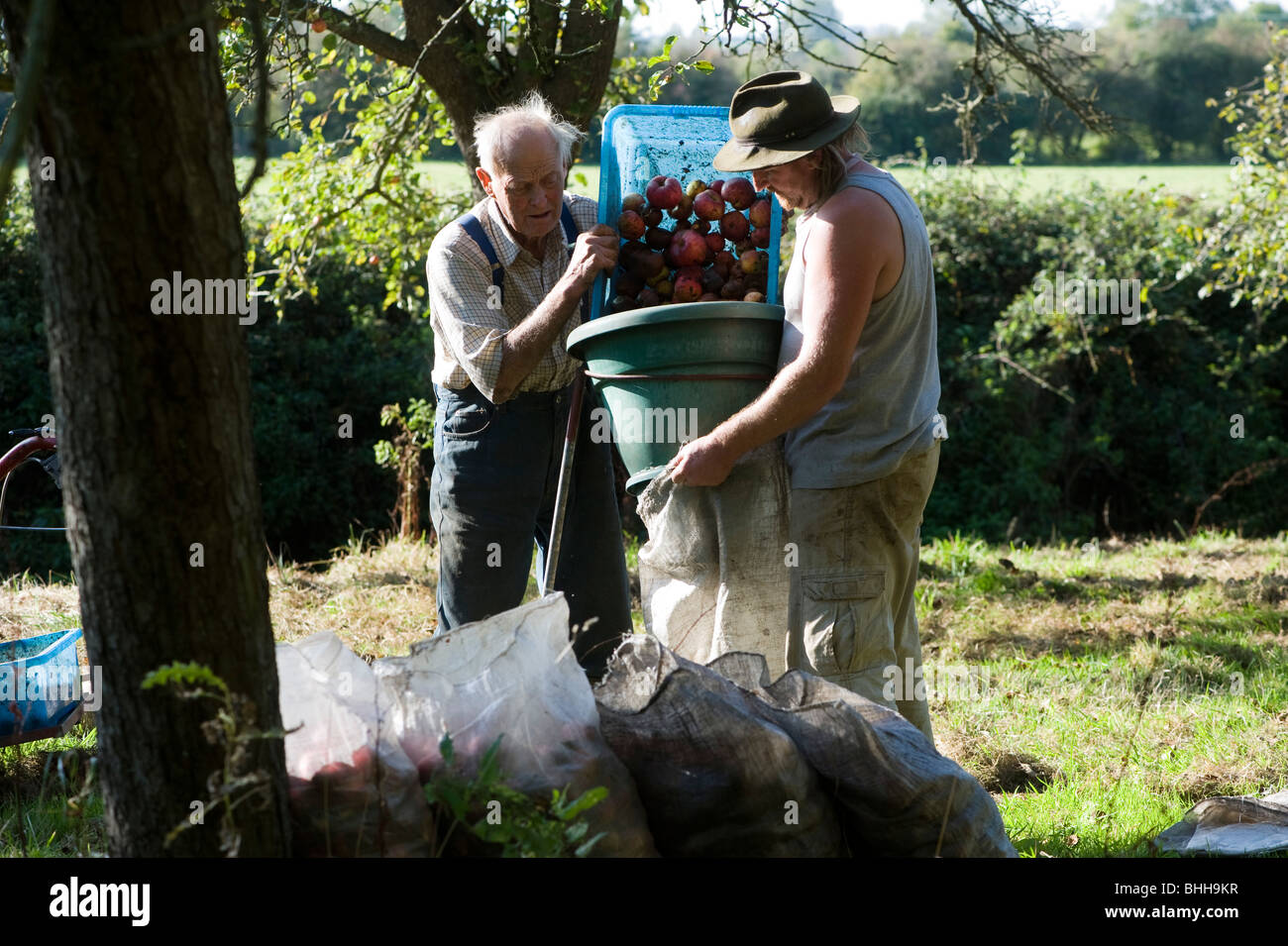 Cider maker Frank Naish, aged 85 Somerset gathering cider apples with ...