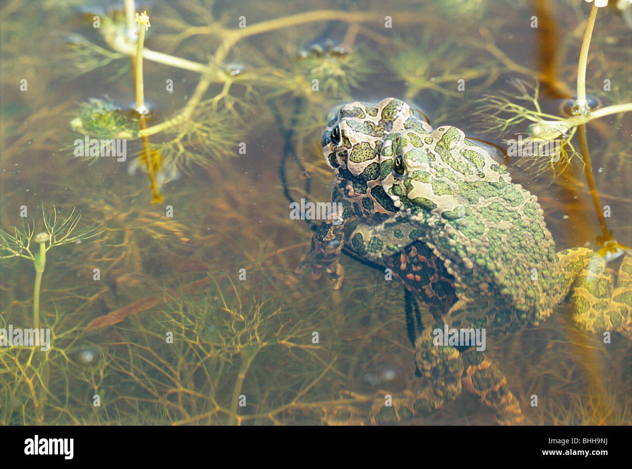 Mating couples hi-res stock photography and images - Alamy