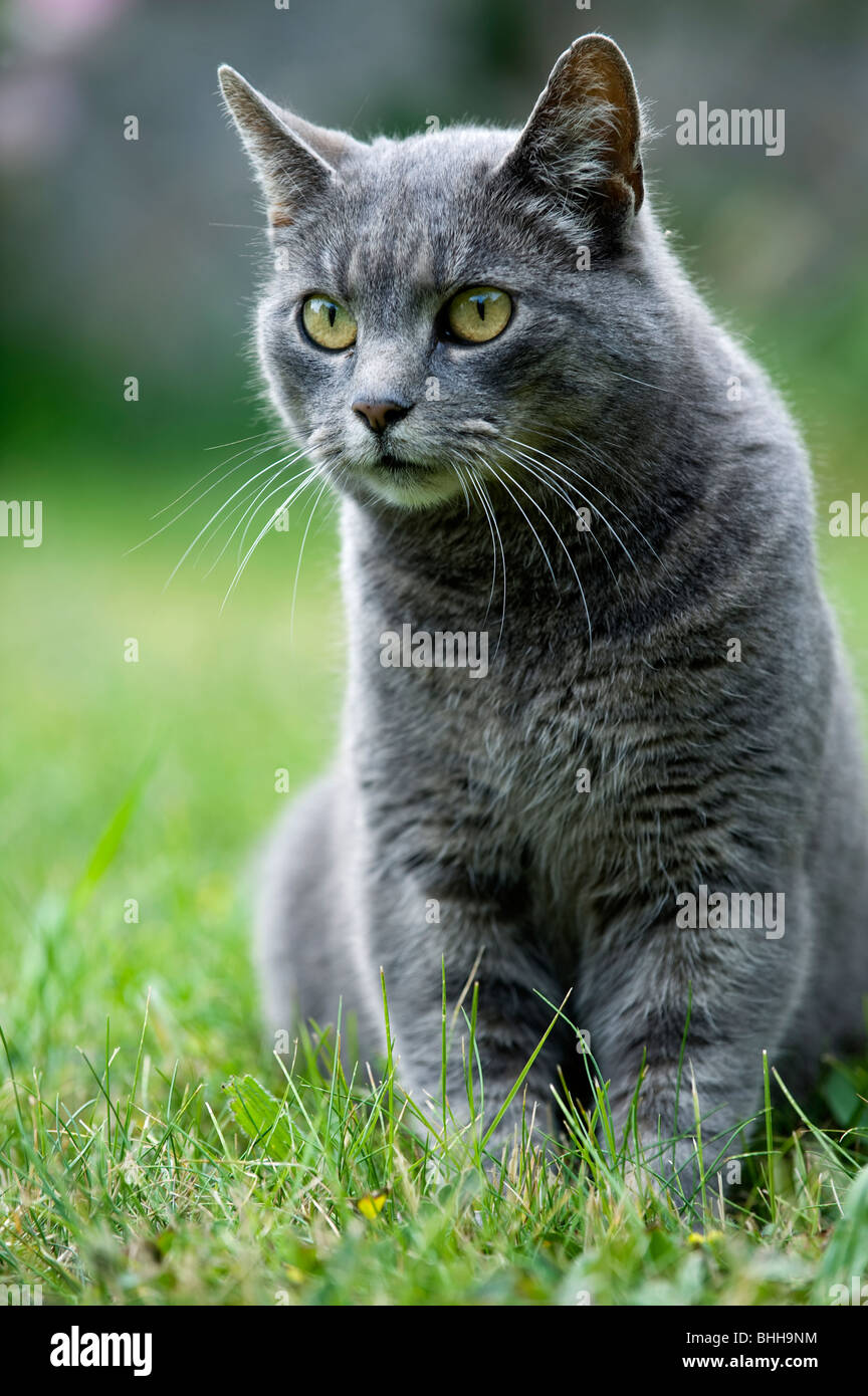 Grey Cat Stock Photos & Grey Cat Stock Images - Alamy
