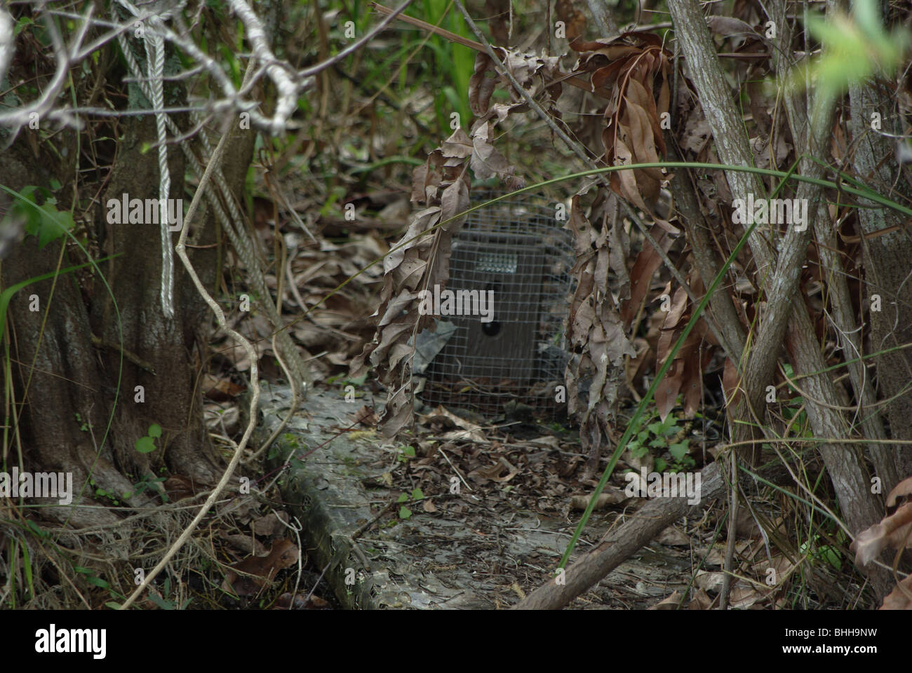Everglades florida wildlife hi-res stock photography and images - Alamy