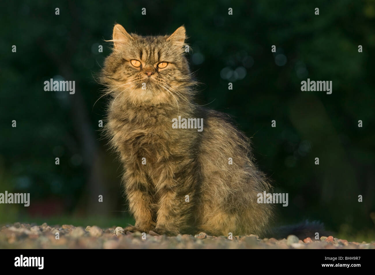 Portrait of a cat, Sweden Stock Photo - Alamy