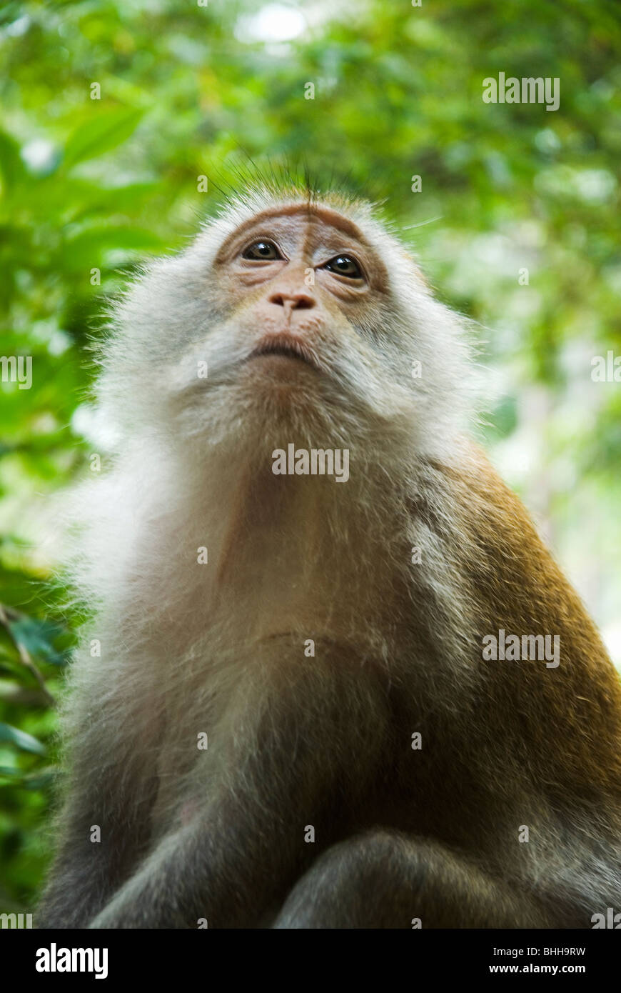 Monkey sitting in a tree, Sweden Stock Photo - Alamy