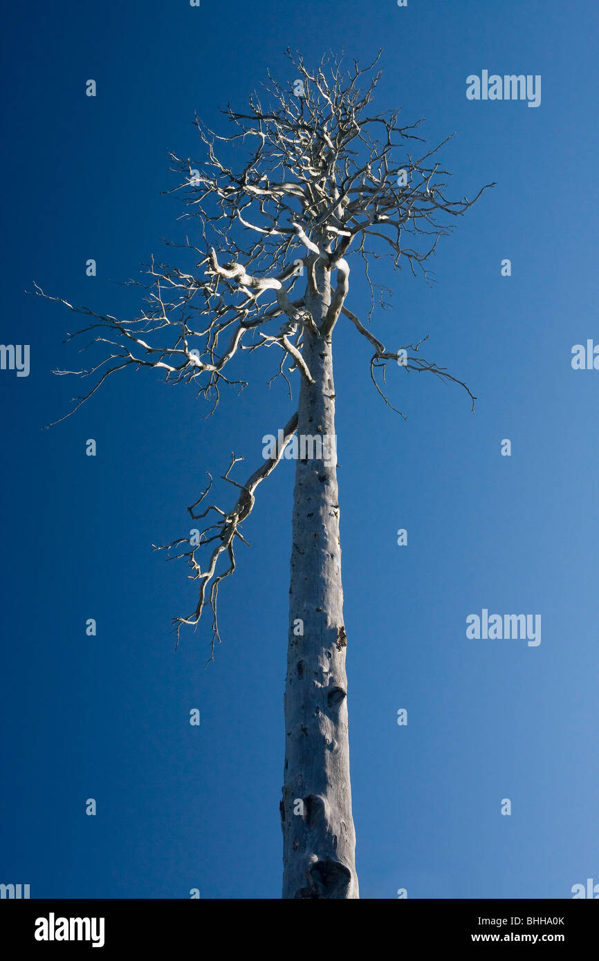 Dry pine tree, Finland Stock Photo - Alamy
