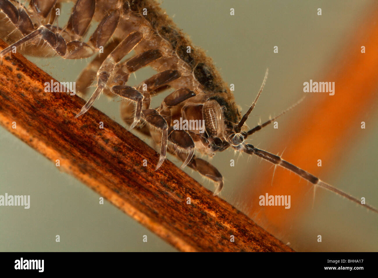 Asellus aquaticus, close-up, Sweden Stock Photo - Alamy