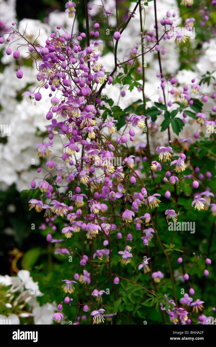 Thalictrum dipterocarpum syn Thalictrum delaveyi Stock Photo - Alamy