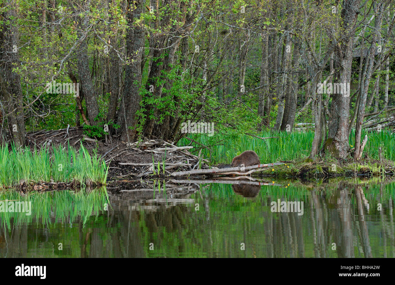 Beaver Huts High Resolution Stock Photography and Images - Alamy