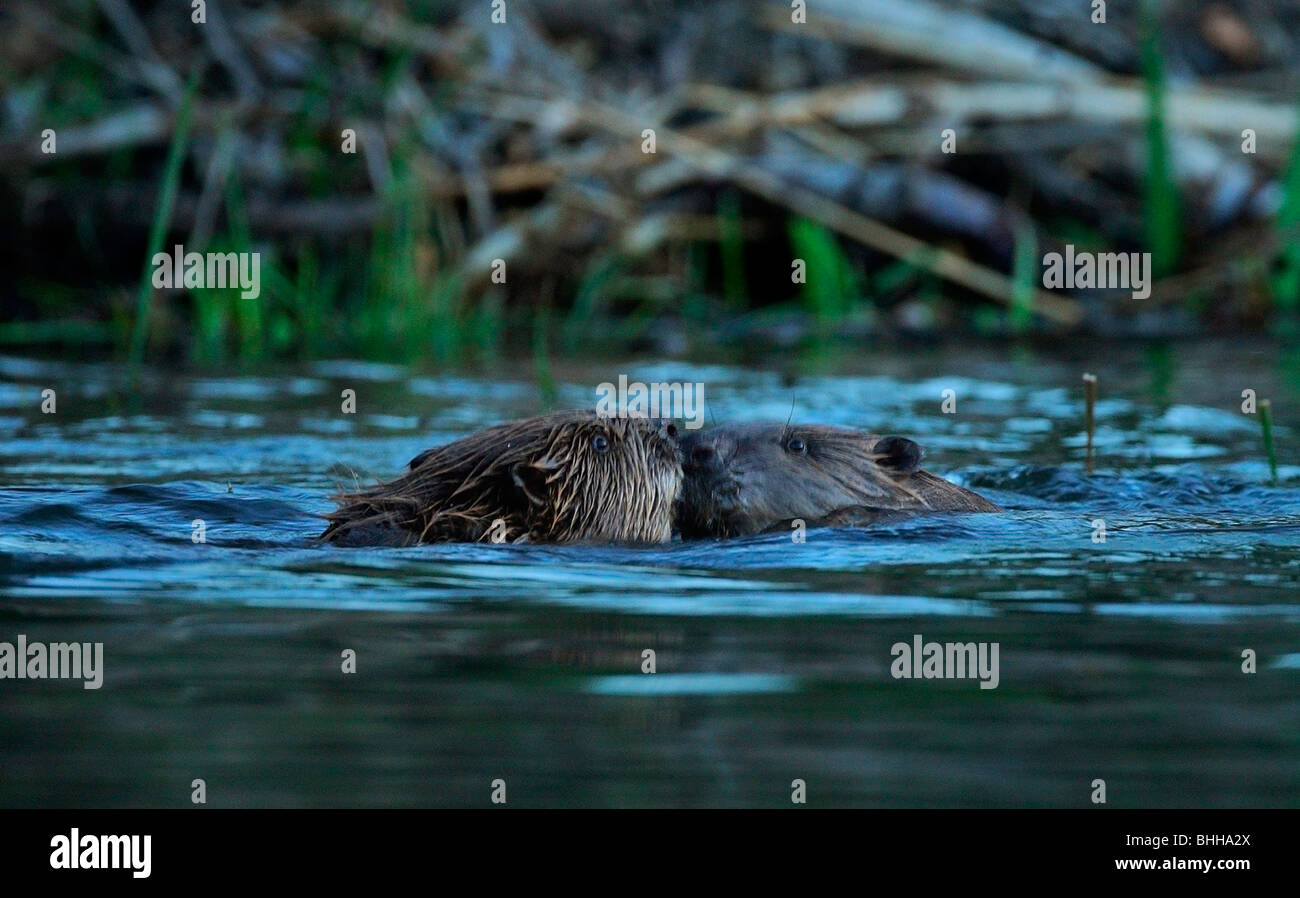 Two beavers exchanging greetings, Sweden Stock Photo - Alamy