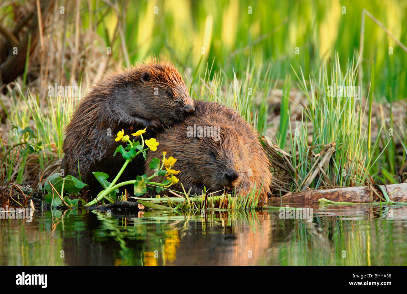 A beaver and yearling, Sweden Stock Photo - Alamy