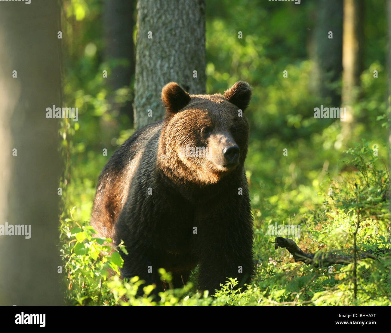 Bear in the forest hi-res stock photography and images - Alamy