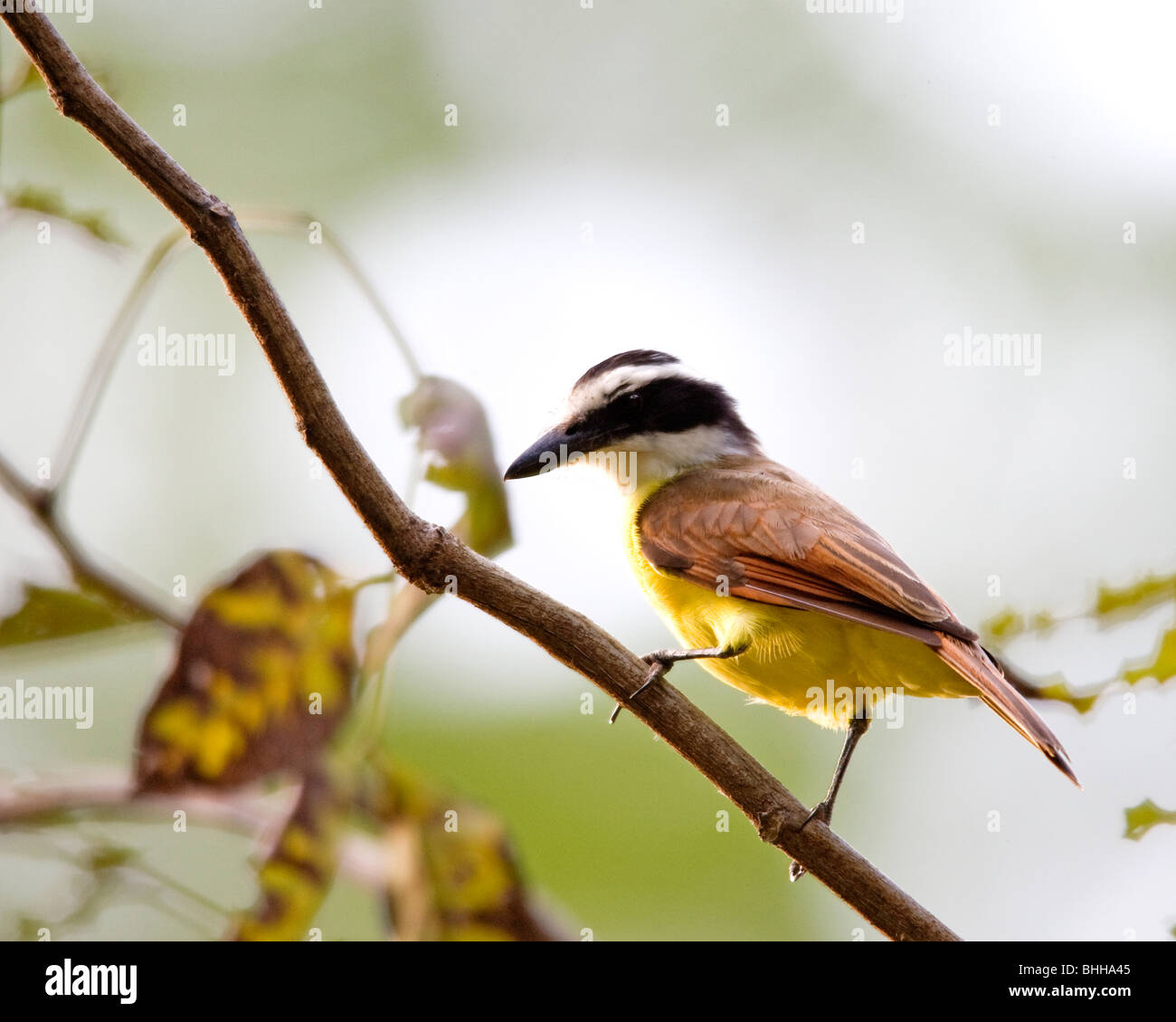 Flycatchers of costa rica hi-res stock photography and images - Alamy