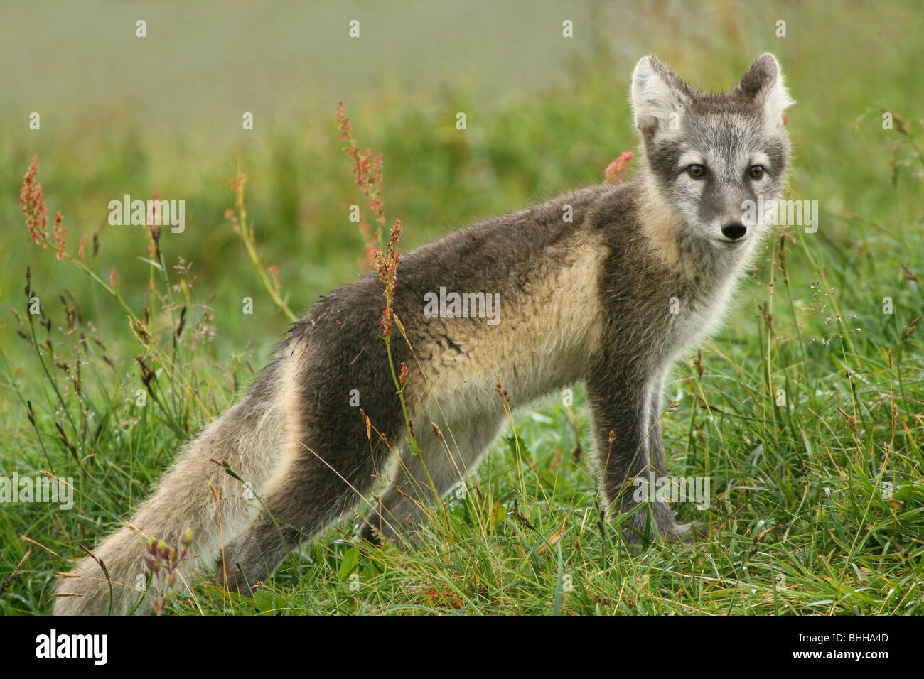Arctic fox, Jamtland, Sweden Stock Photo - Alamy