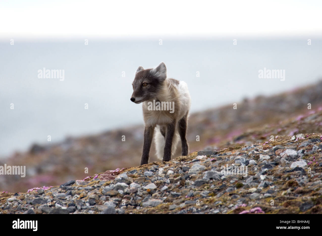 An arctic fox, Spitsbergen, Svalbard, Norway Stock Photo - Alamy