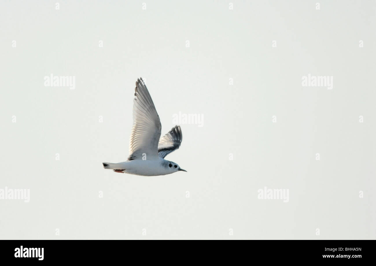Little gull flying, Sweden Stock Photo - Alamy
