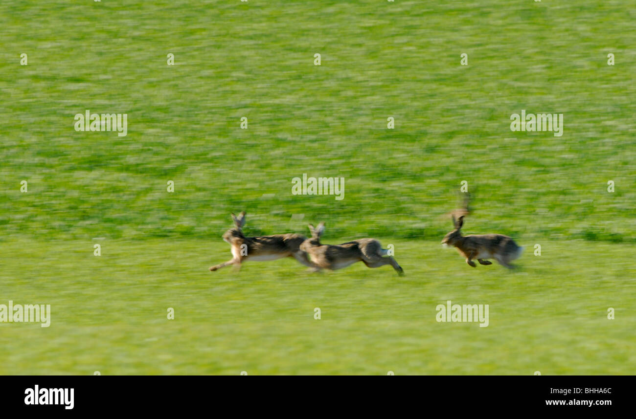 Hares running over a field, Sweden Stock Photo - Alamy