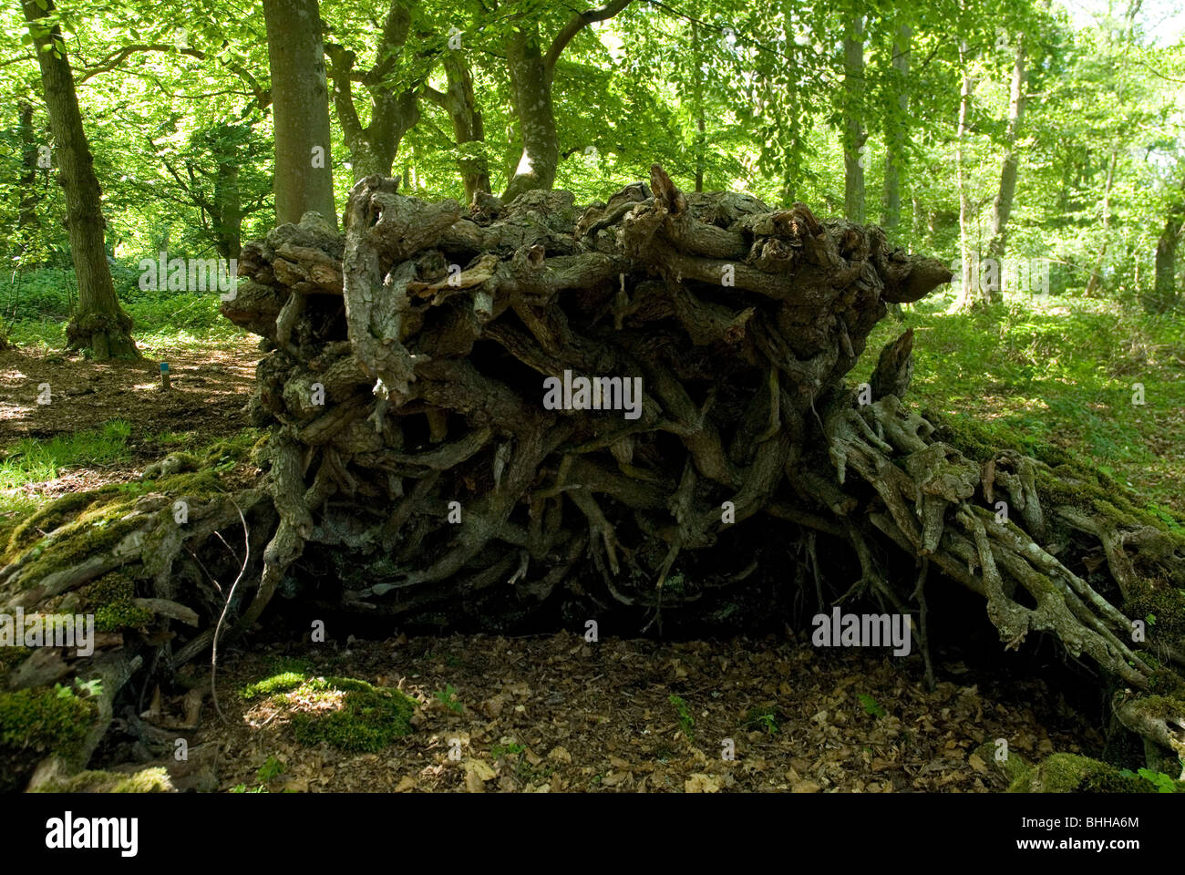 Uprooted tree in a verdant forest, Sweden Stock Photo - Alamy