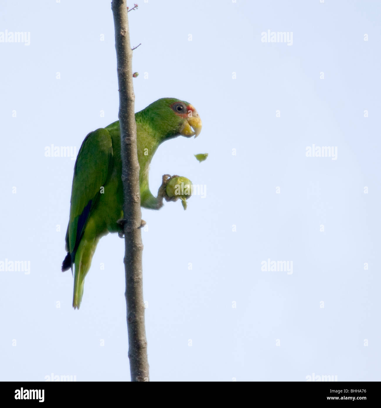 White-fronted Parrot eating an apple, Costa Rica Stock Photo - Alamy