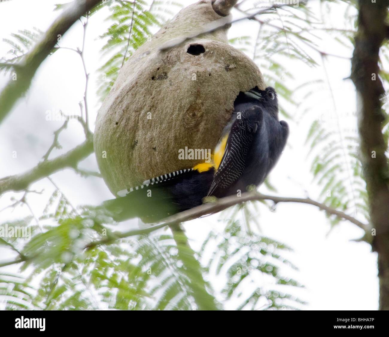 Violaceous Trogon entering a wasp''s nest, Costa Rica Stock Photo - Alamy